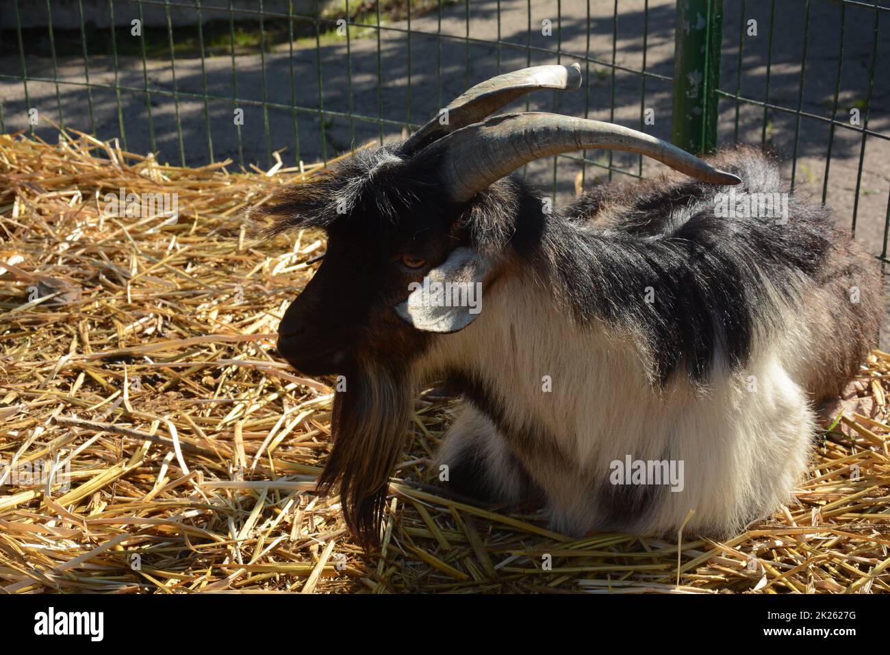 Domestic Goat at children`s petting zoo Stock Photo - Alamy